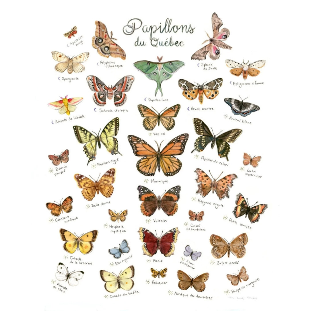Papillons du Québec - Affiche | Mathilde Cinq-Mars chez Articho